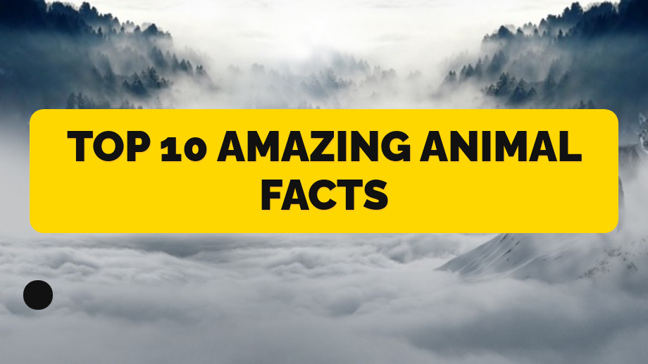 Top 10 Amazing Animal Facts Thumbnail, Poster and Image