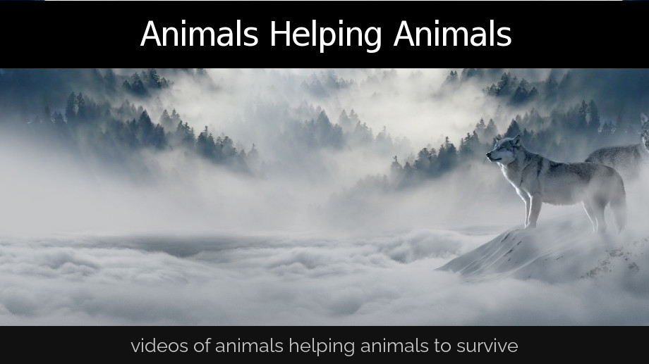 Top 10 Amazing Animal Facts Thumbnail, Poster and Image