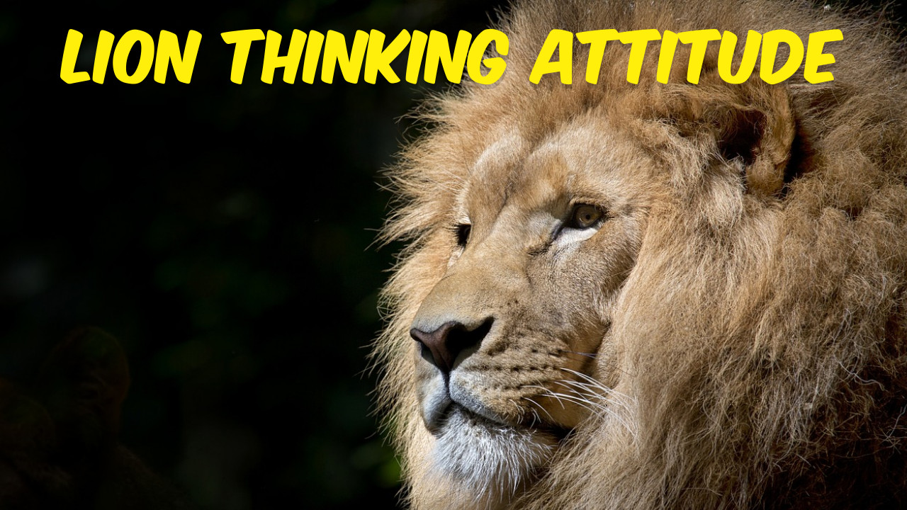 The World's Biggest Lion Thumbnail, Poster and Image