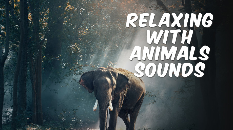 Top 10 Amazing Animal Facts Thumbnail, Poster and Image